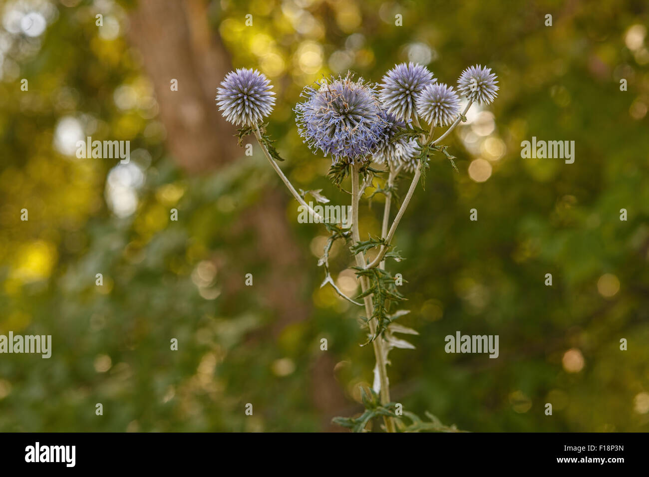 Blue green nature hi-res stock photography and images - Alamy