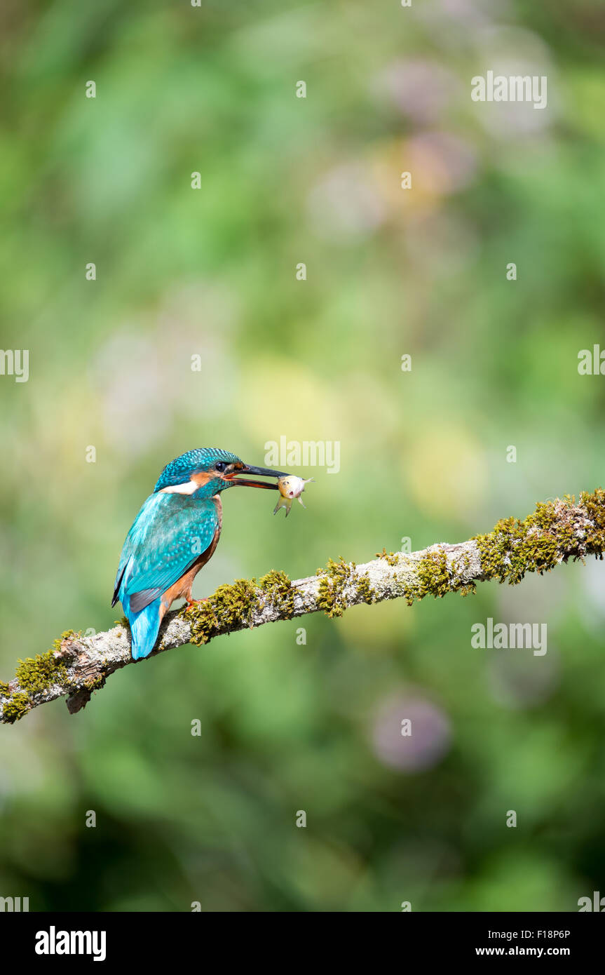 Freshwater fish uk hi-res stock photography and images - Alamy