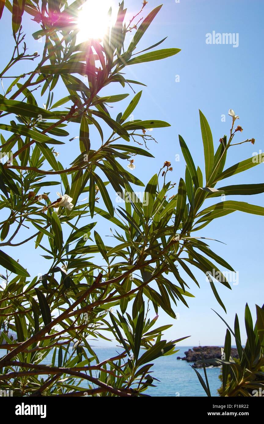 Olive tree flower hi-res stock photography and images - Alamy
