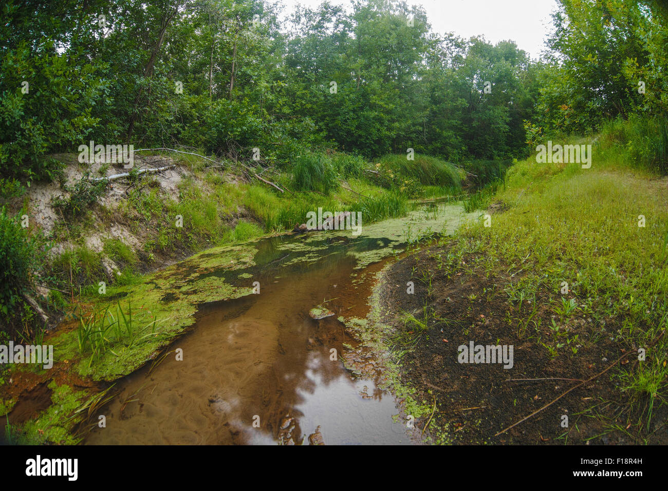 wild river landscape in the impenetrable forest swamp fine sand Stock ...