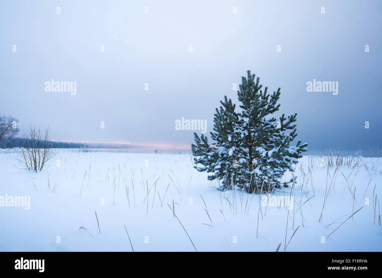 Outdoor tree cold snowy hi-res stock photography and images - Alamy