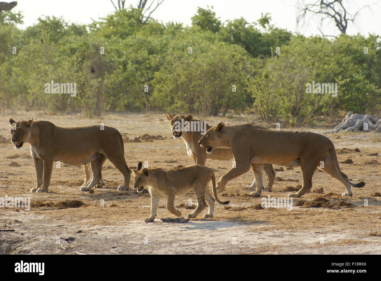 Lionesses and cub hi-res stock photography and images - Alamy