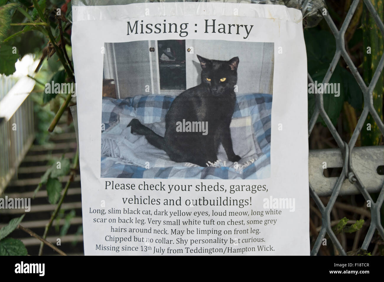notice for a missing cat named harry, twickenham, middlesex, england ...