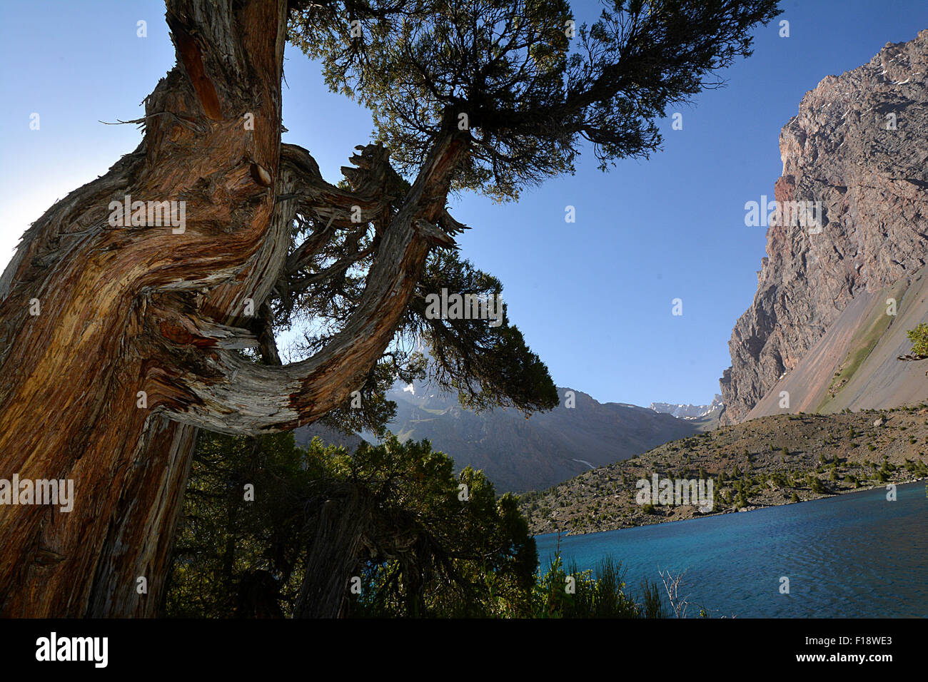 Juniper tree growing in natural mountain environment. Tajikistan ...