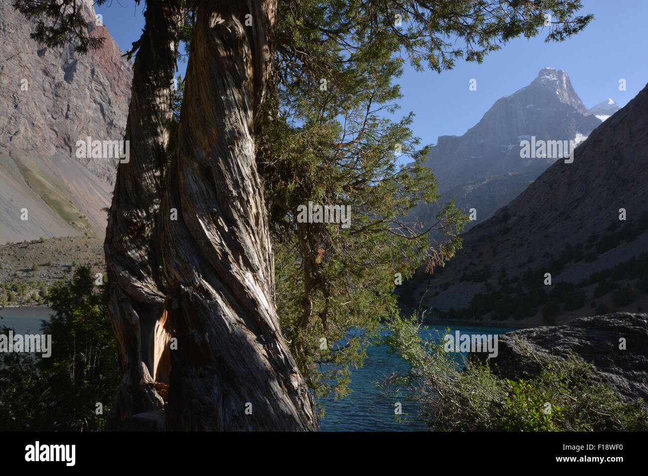 Juniper tree growing in natural mountain environment. Tajikistan ...