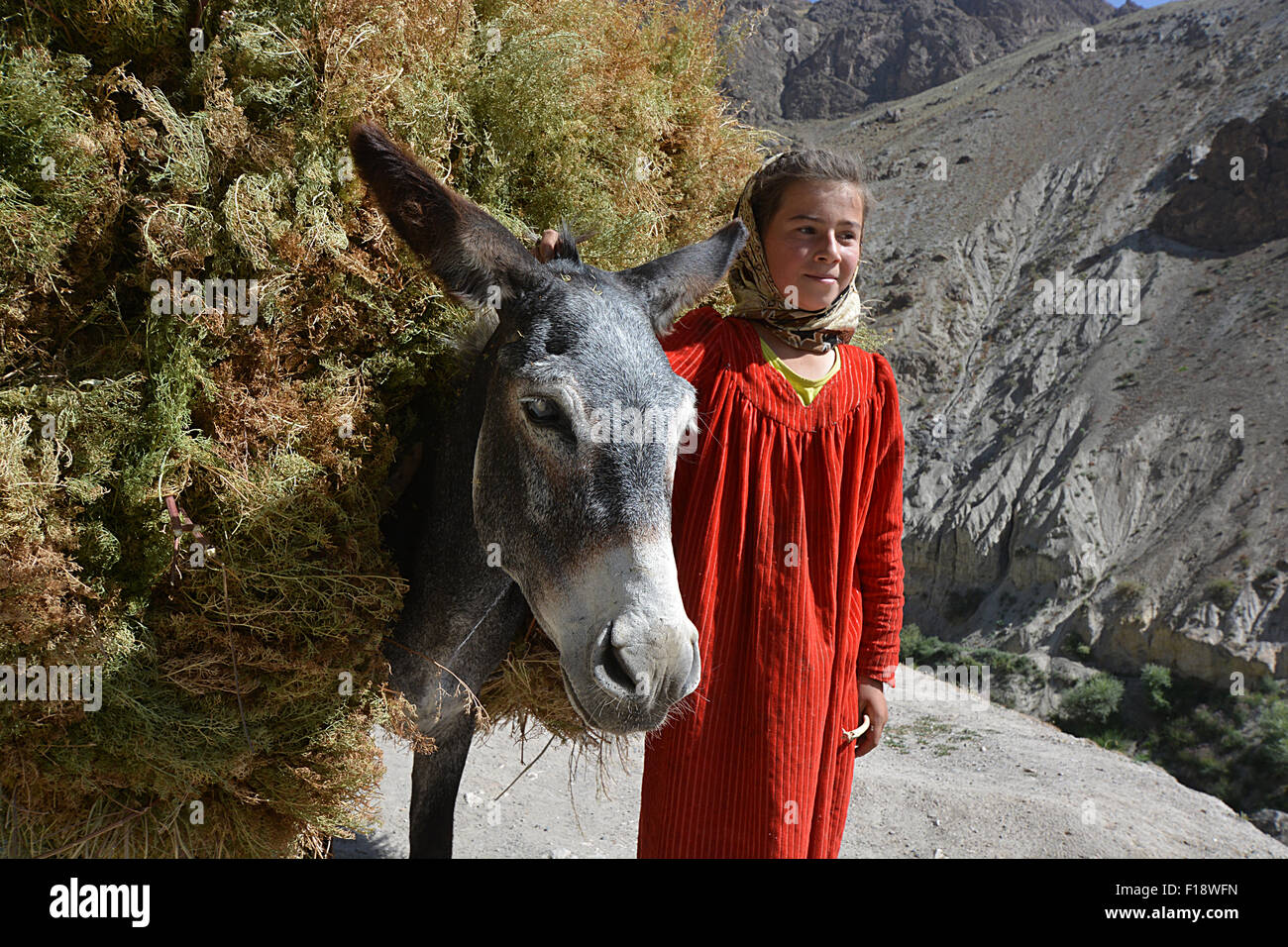 Donkey carrying load from harvest. Tajikistan Collection Stock Photo ...