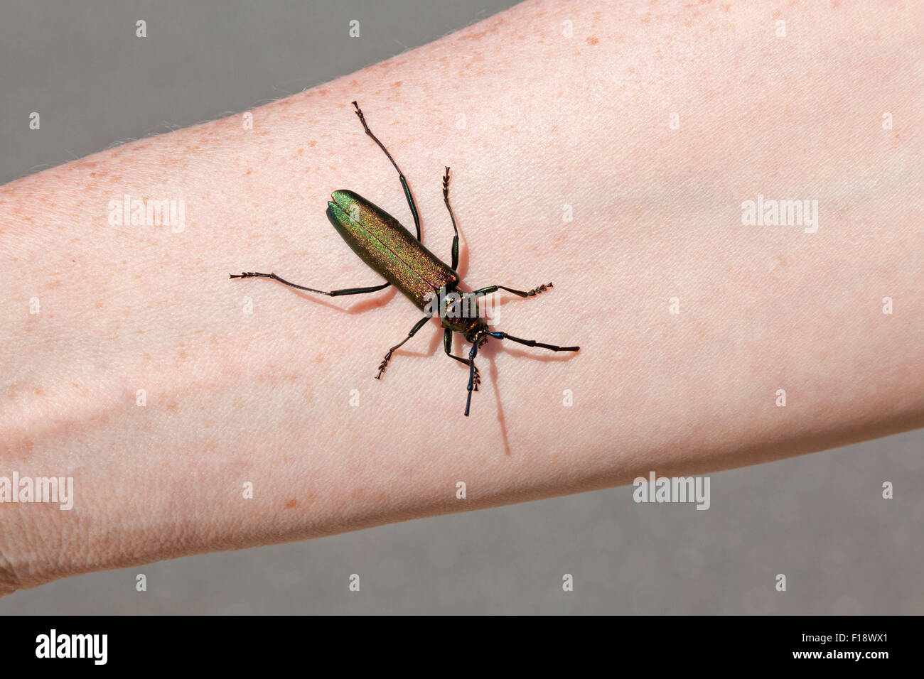 Beetle cerambycidae hi-res stock photography and images - Alamy