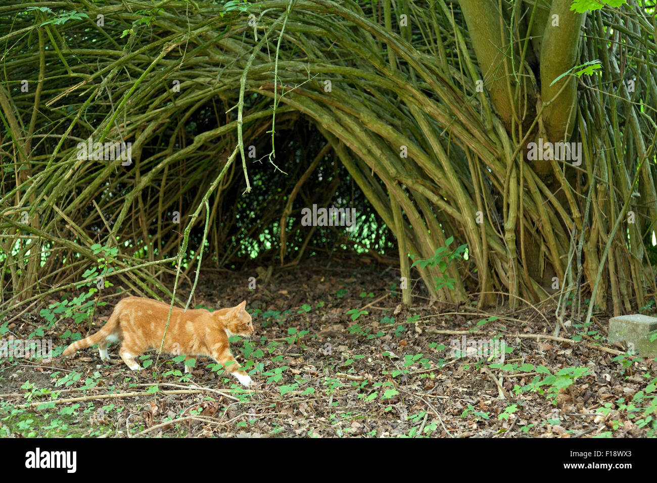 Domestic cat stalking hi-res stock photography and images - Alamy