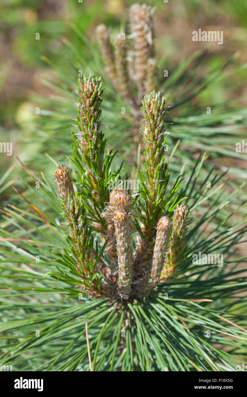 Young Scots Pine Pinus Sylvestris High Resolution Stock Photography and ...