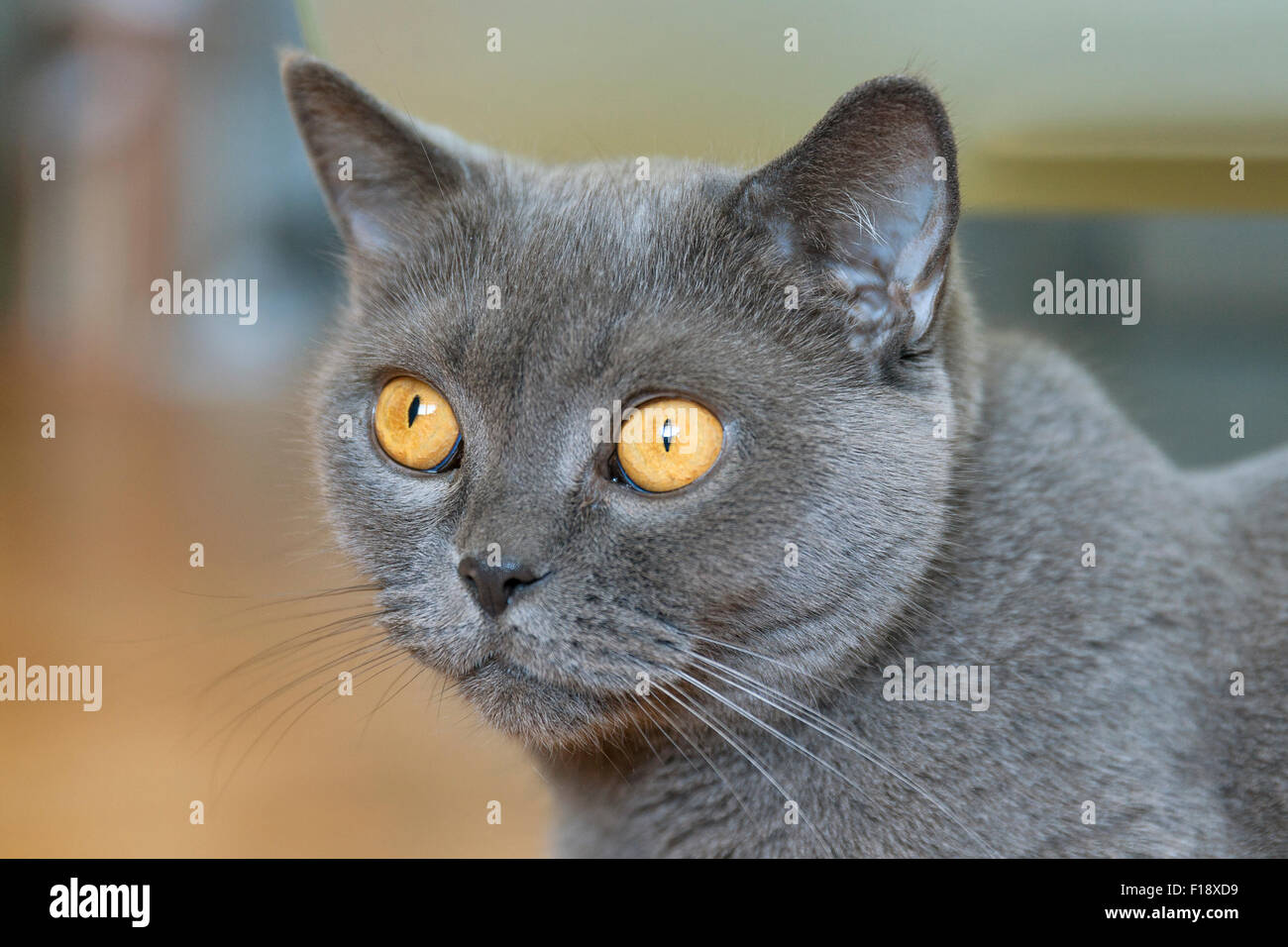 Scottish blue hi-res stock photography and images - Alamy