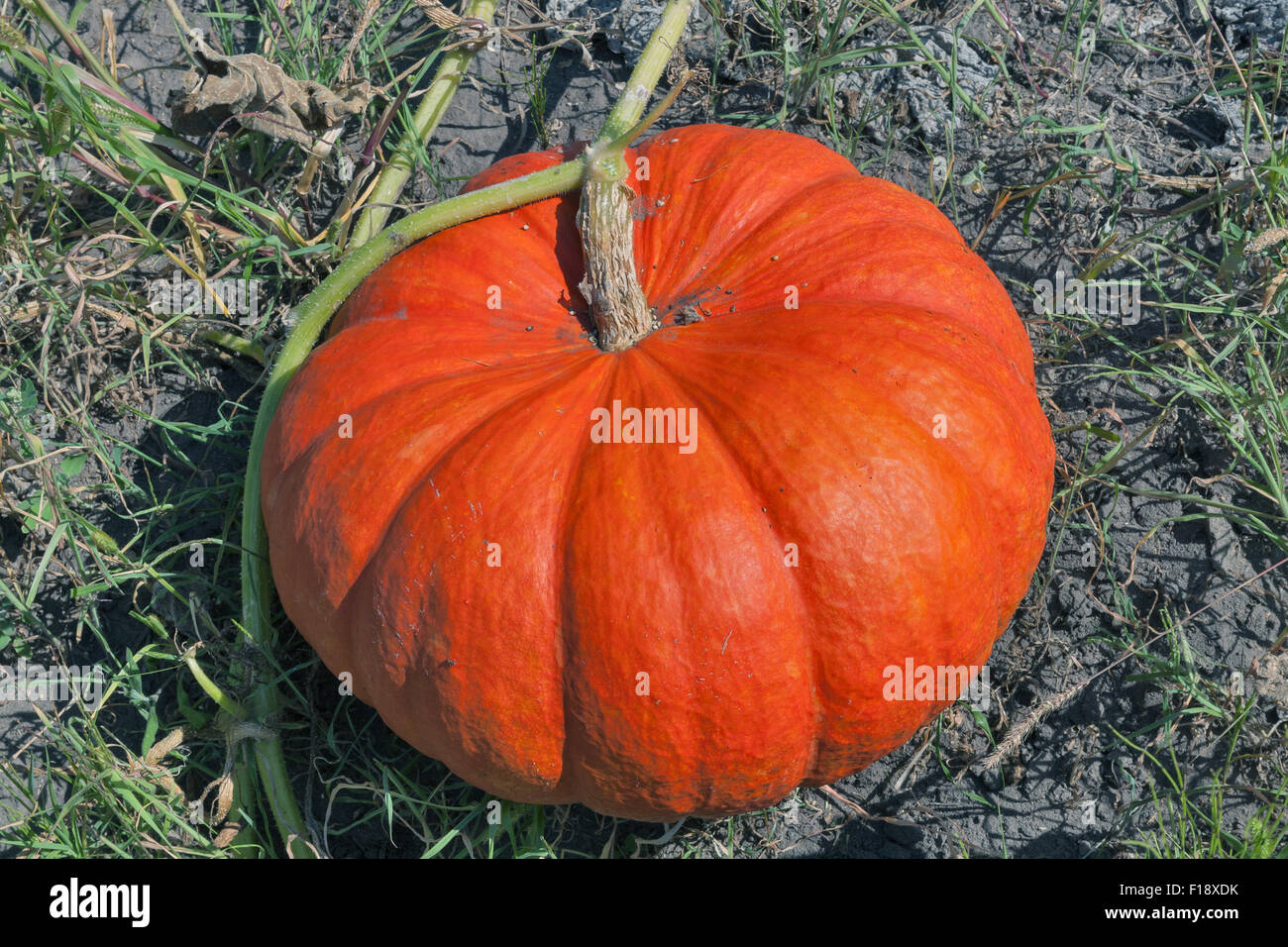 Ripe big orange pumpkins hi-res stock photography and images - Alamy