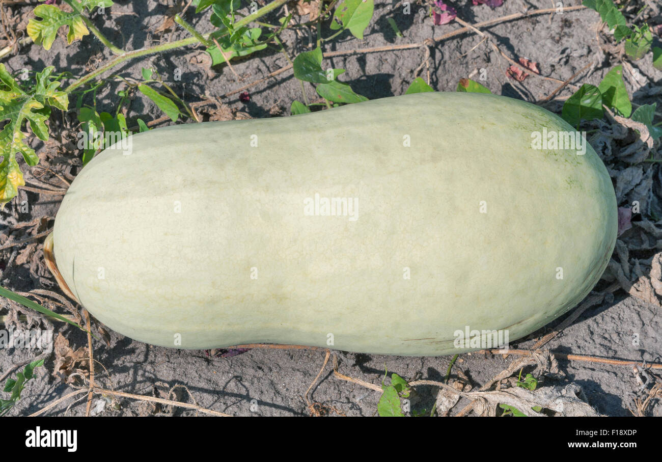 Charleston Gray ripe watermelon on the ground Stock Photo - Alamy