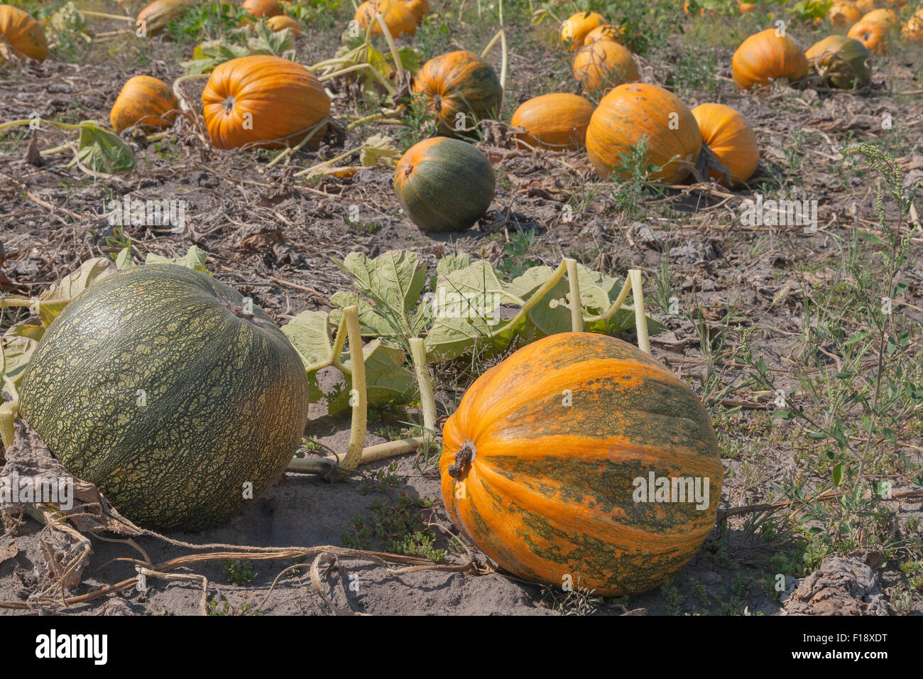 Pumpkin harvest field hi-res stock photography and images - Alamy