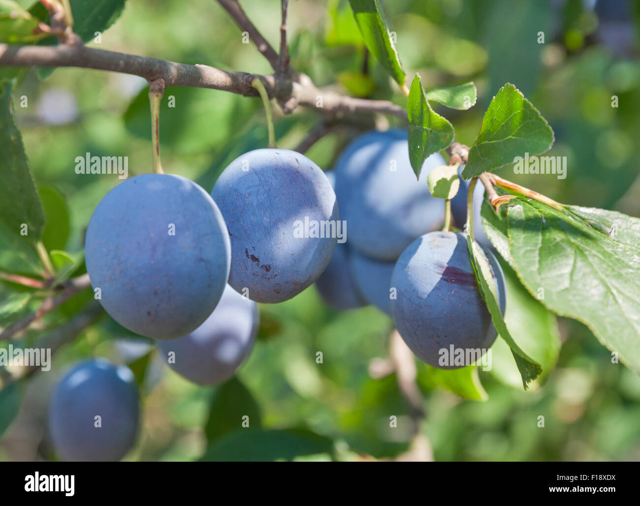 Fresh plums on a branch closeup right before the harvest Stock Photo ...