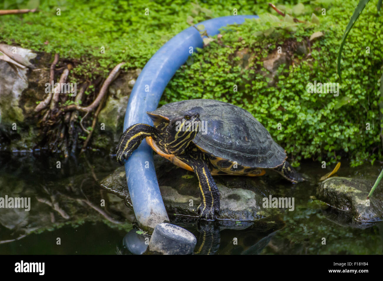 Rear Eared Slider Turtle in a Subtropical Greenhouse in Bexley Stock ...