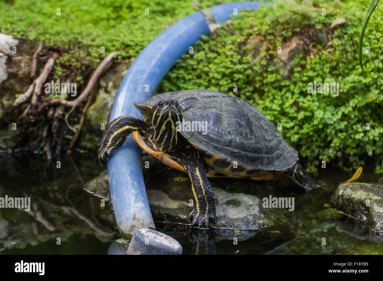 Slider turtle hi-res stock photography and images - Alamy