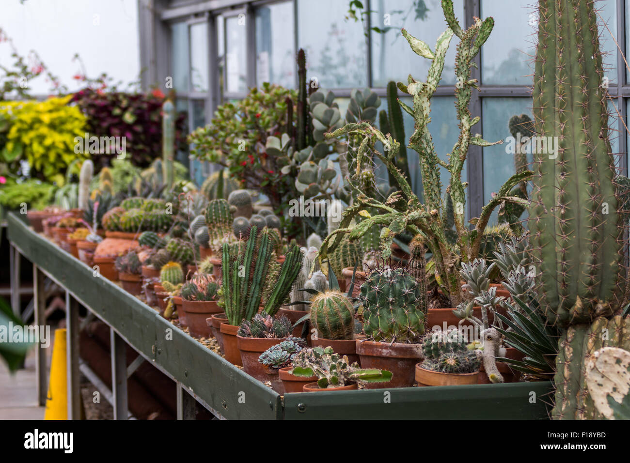 Small group of cacti in Hall Place & Gardens Subtropical Greenhouse ...
