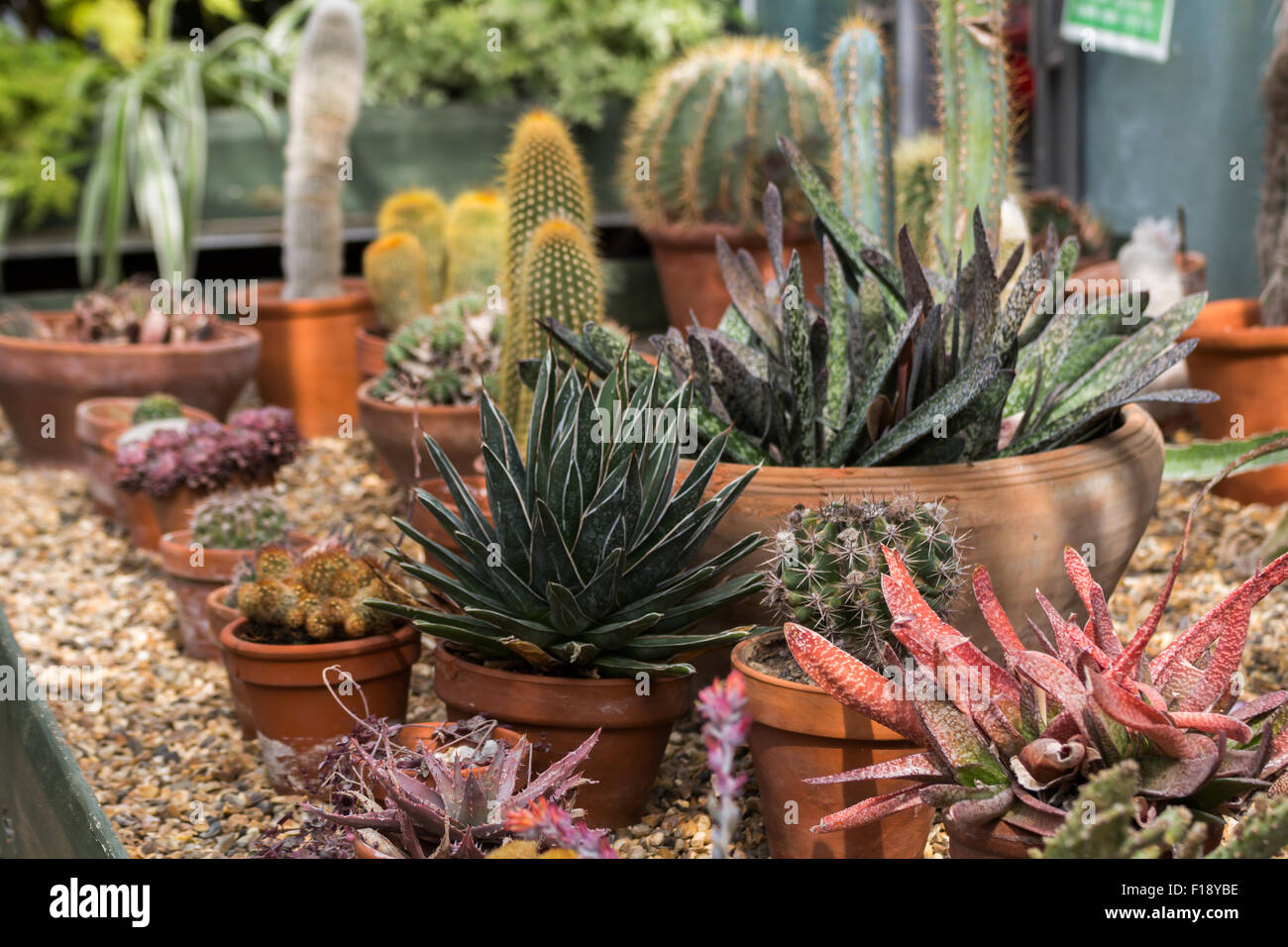 Small group of cacti in Hall Place & Gardens Subtropical Greenhouse ...