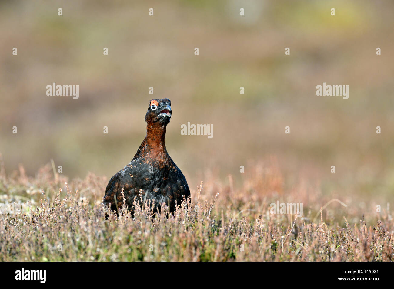 Lagopus hi-res stock photography and images - Alamy