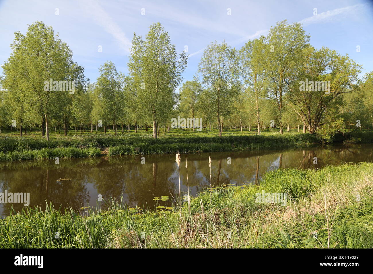 River Nene near Oundle, Northamptonshire Stock Photo - Alamy