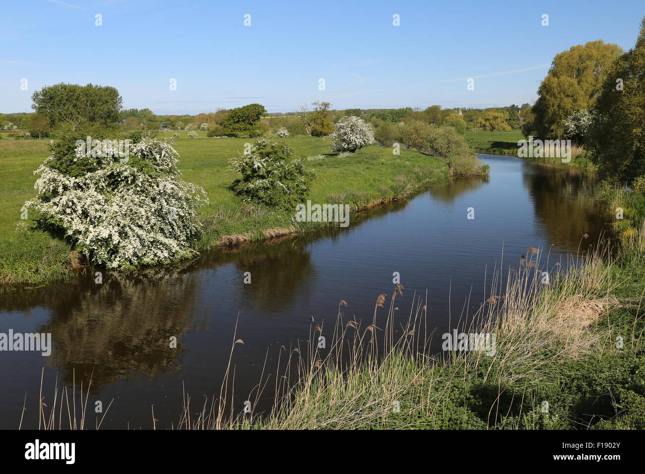 River Nene in the spring Stock Photo - Alamy
