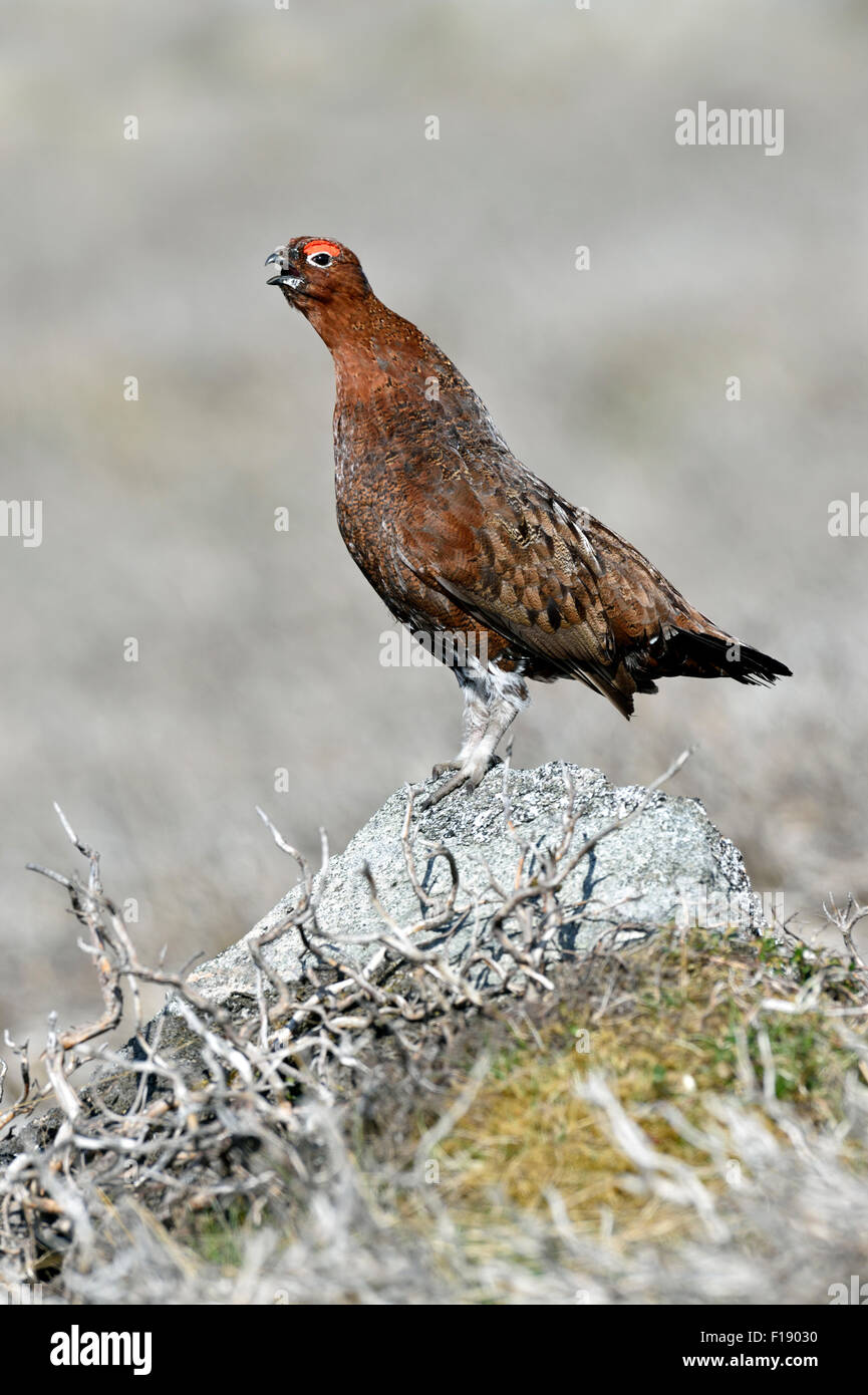 Grouse beak open hi-res stock photography and images - Alamy