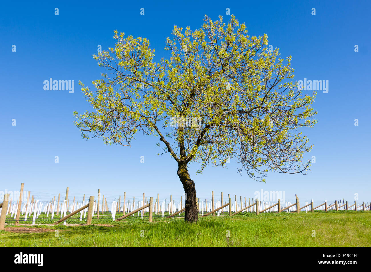 A vineyard with a solitary tree with grass and a clear blue sky Stock ...