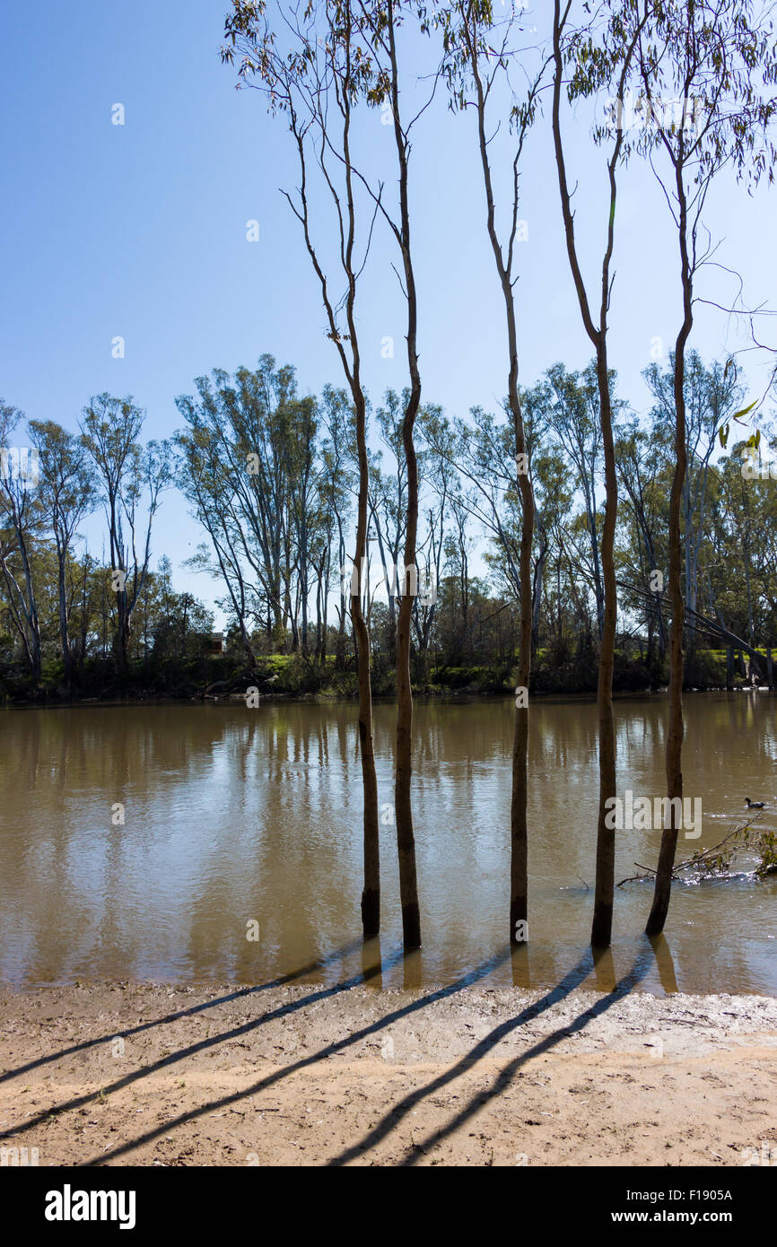 Five trees along side the Murray RIver, Australia, casting shadows on a ...