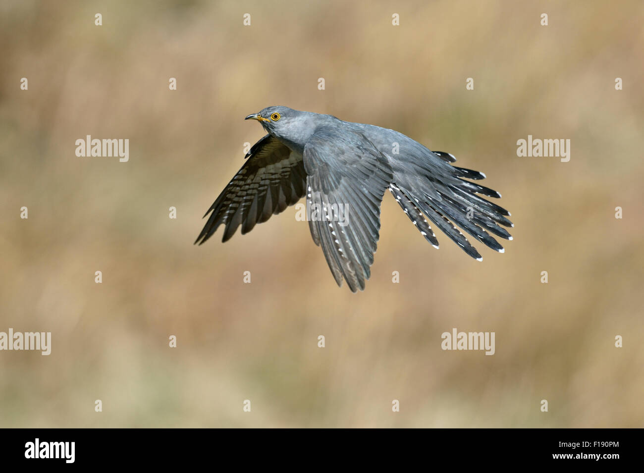 Cuckoo (Cuculus canorus) – UK Stock Photo - Alamy