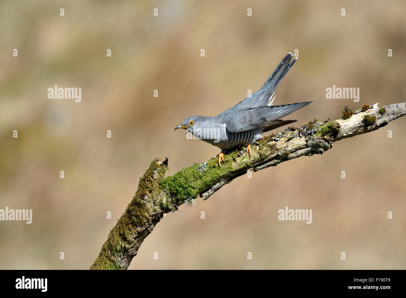 Cuckoo (Cuculus canorus) – UK Stock Photo - Alamy