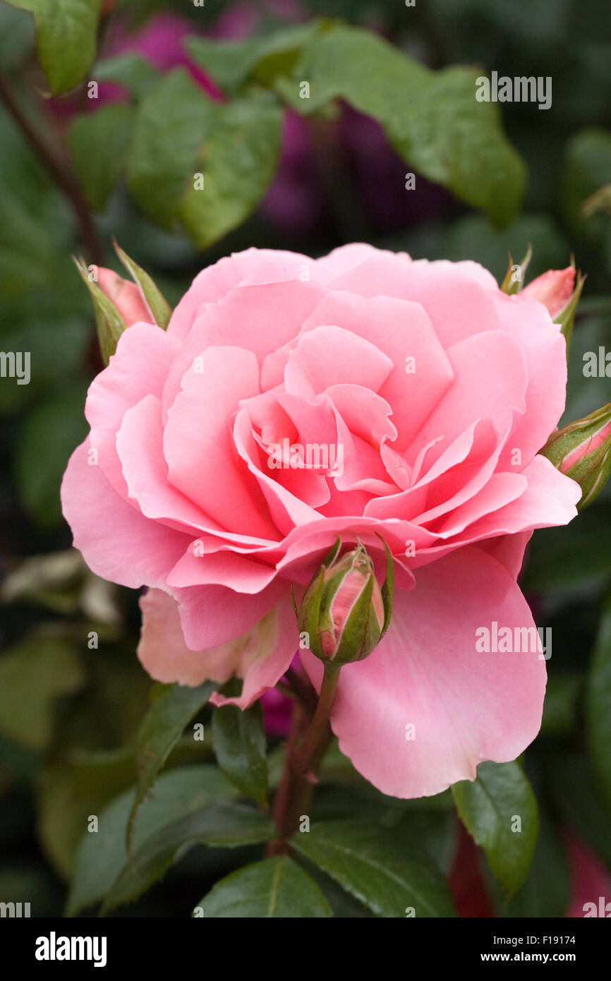 Beautiful english rose flower hi-res stock photography and images - Alamy