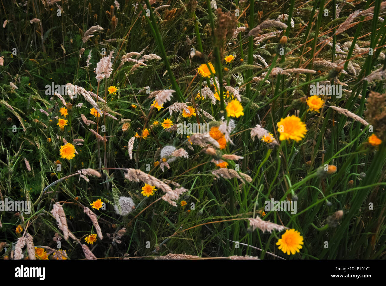 Victorian wild flowers hi-res stock photography and images - Alamy