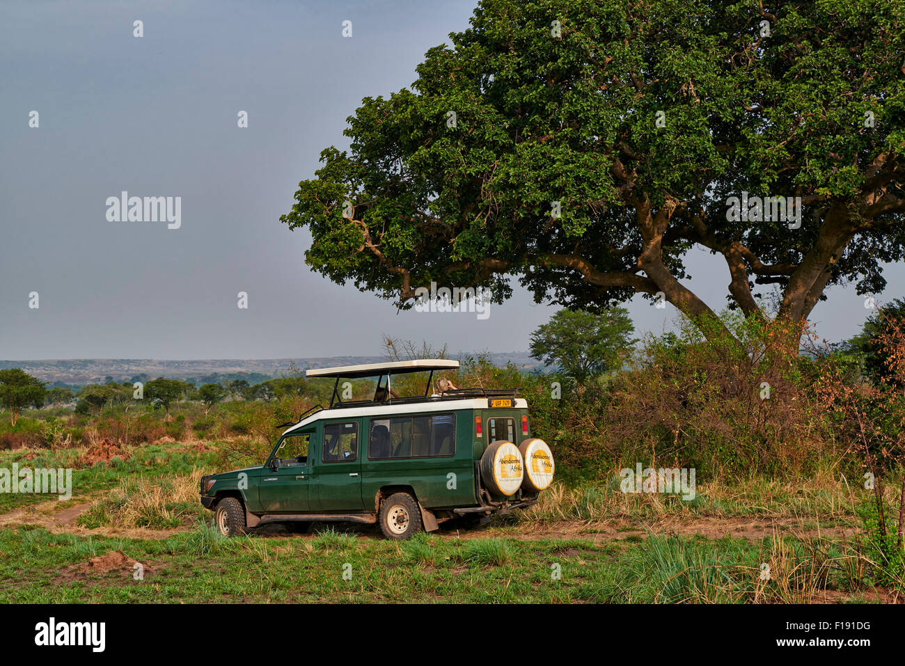 4x4 at Fig Tree used by treeclimbing lions, Ishasha Sector, Queen ...