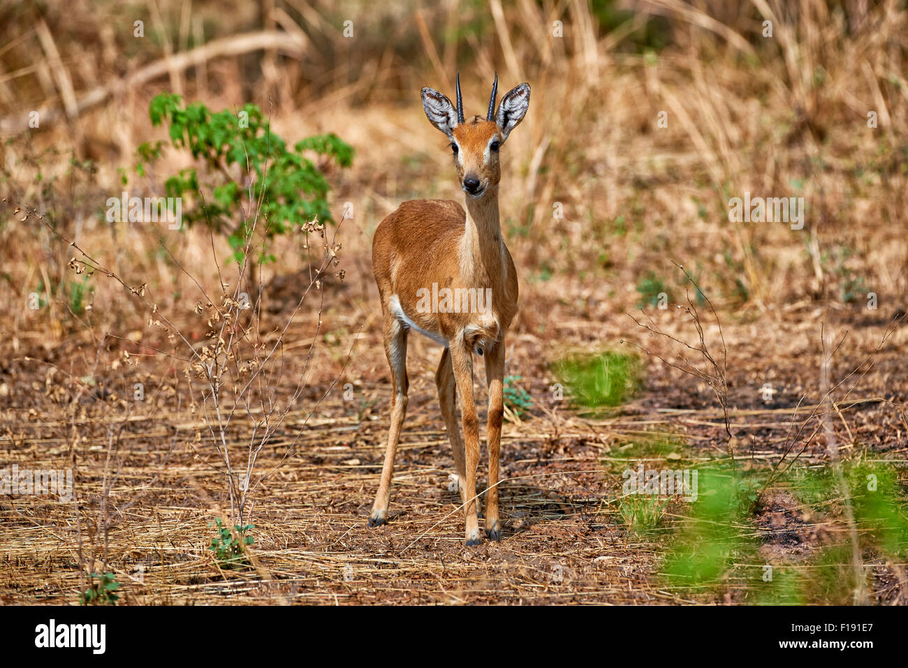 Oribi, Ourebia ourebi, Murchison Falls National Park, Uganda, Africa ...