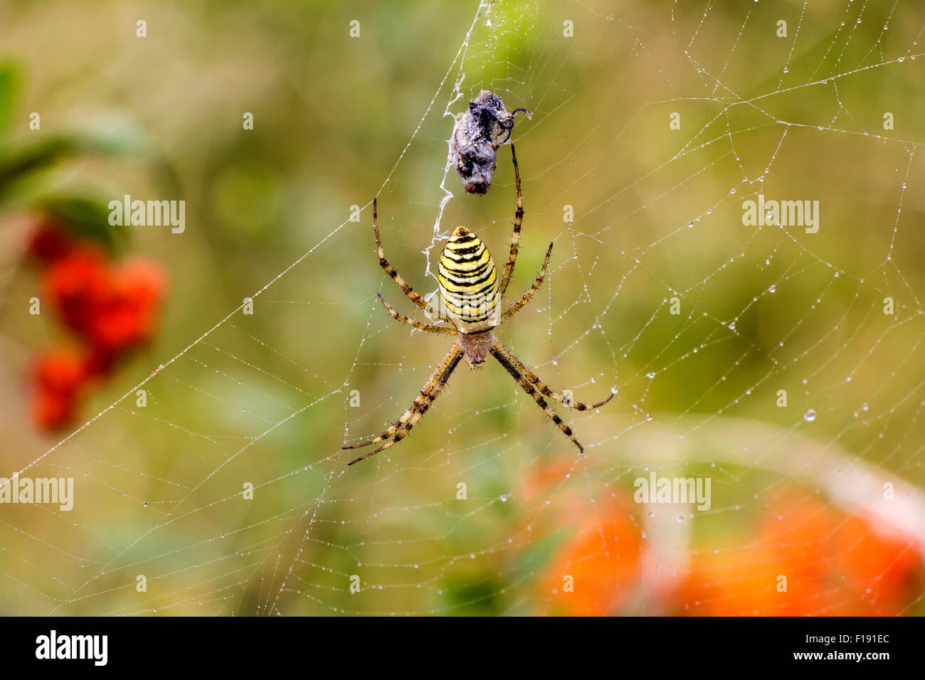 Spider catch insect hi-res stock photography and images - Alamy