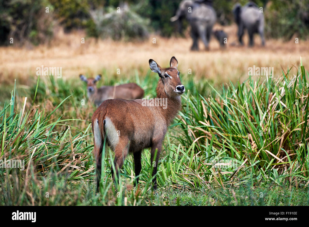 Female Waterbuck, Kobus ellipsiprymnus, Murchison Falls National Park ...