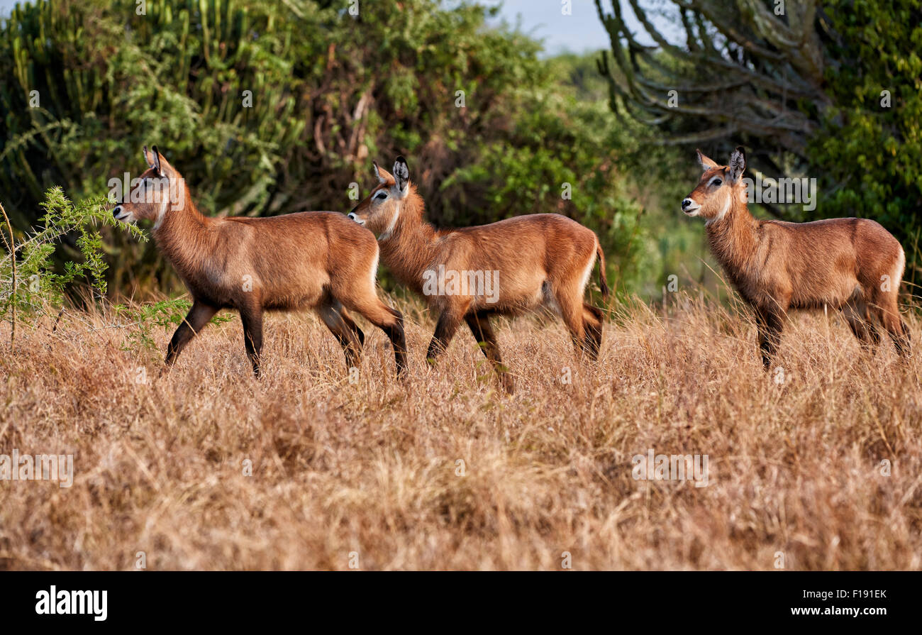 female Waterbuck, Kobus ellipsiprymnus, Queen Elizabeth National Park ...