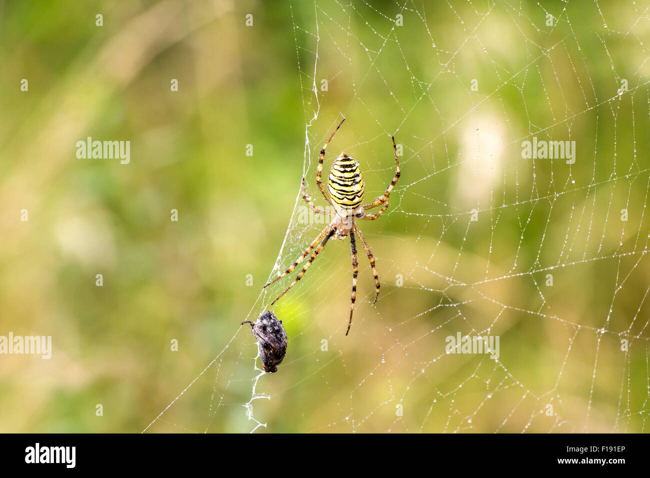 Approach prey spider hi-res stock photography and images - Alamy