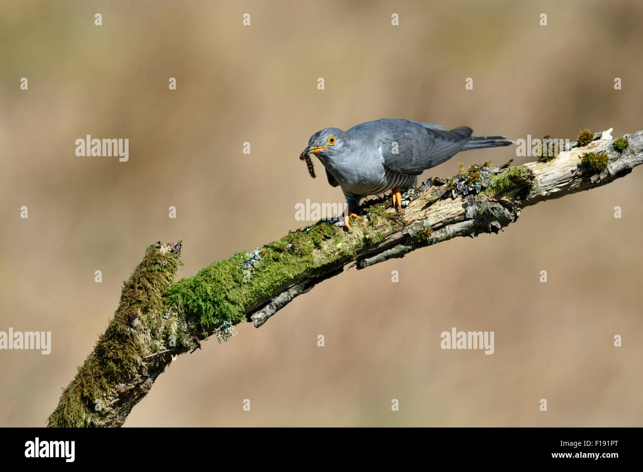 Male cuckoo bird hi-res stock photography and images - Alamy