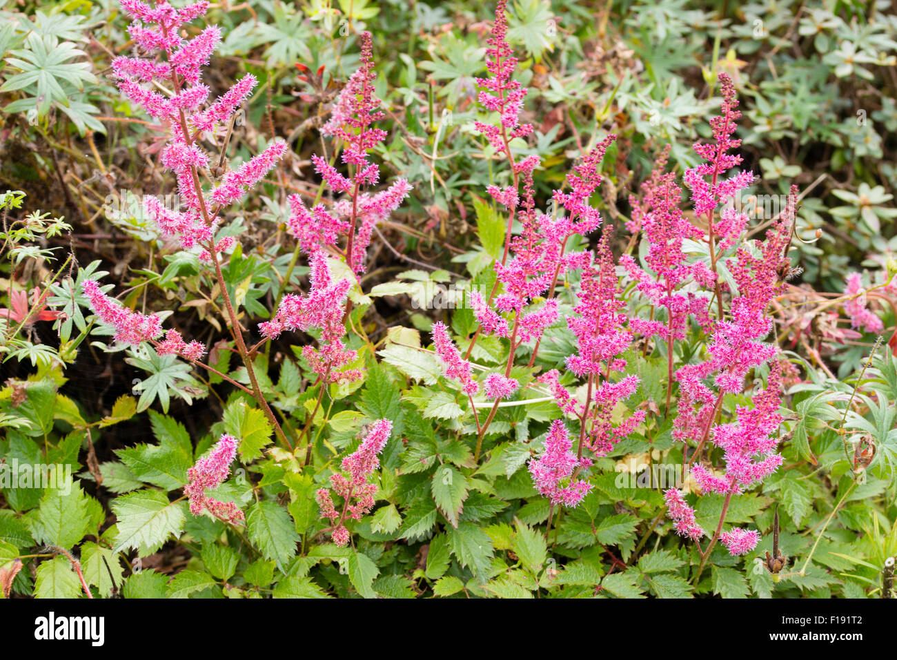 Pink flowers of the late summer blooming, moisture loving perennial ...