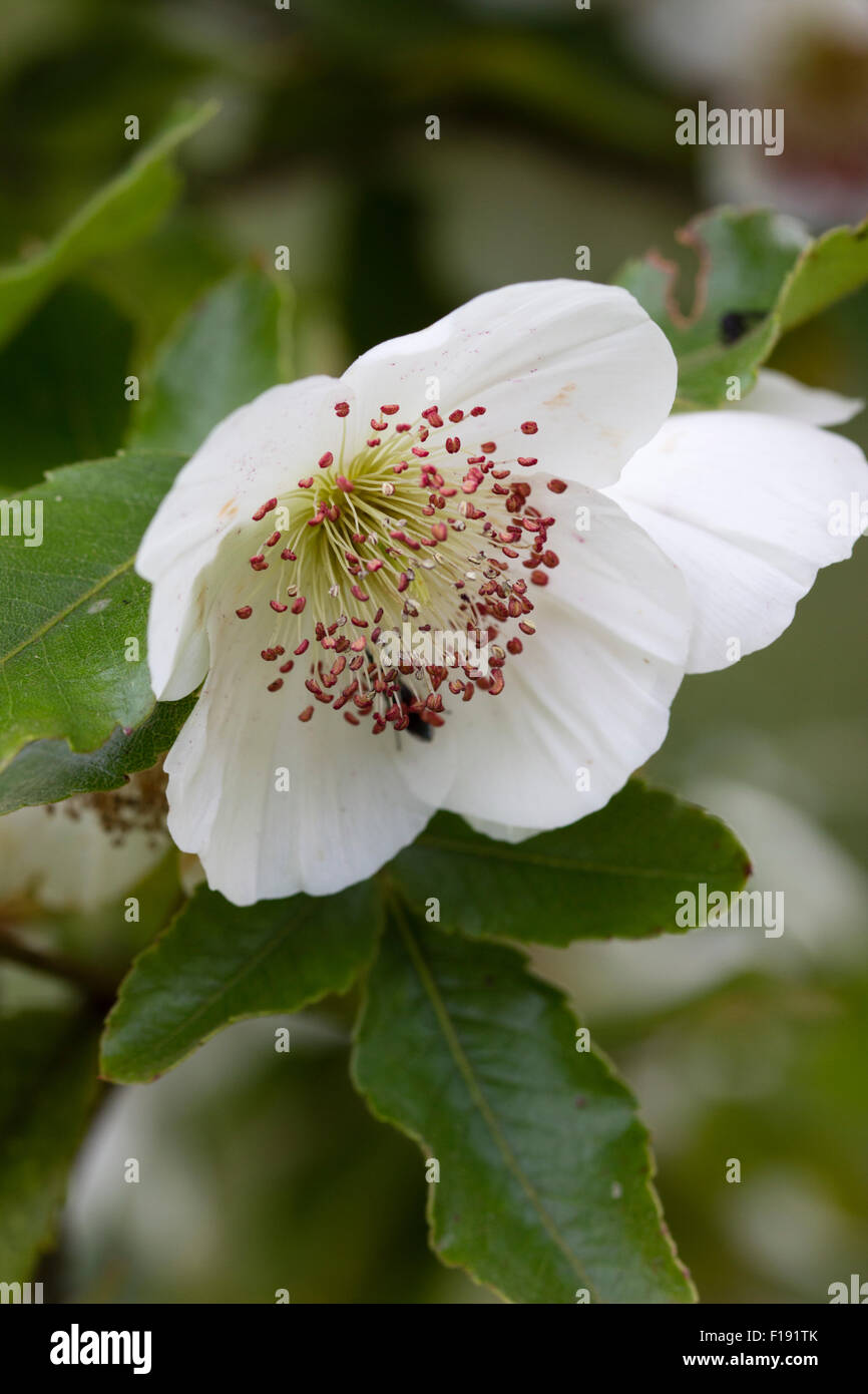 Late summer flowers of the hybrid small tree Eucryphia x nymansensis ...