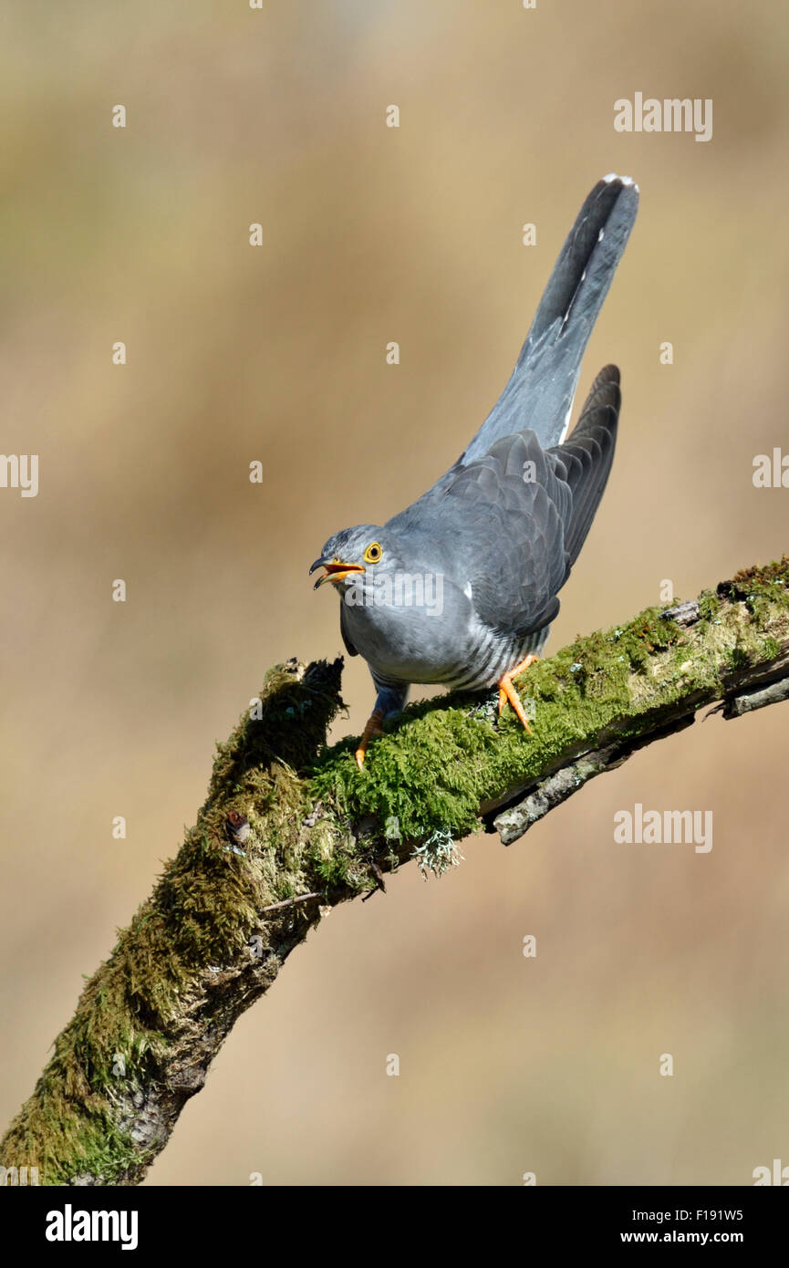 Cuckoo (Cuculus canorus) – UK Stock Photo - Alamy
