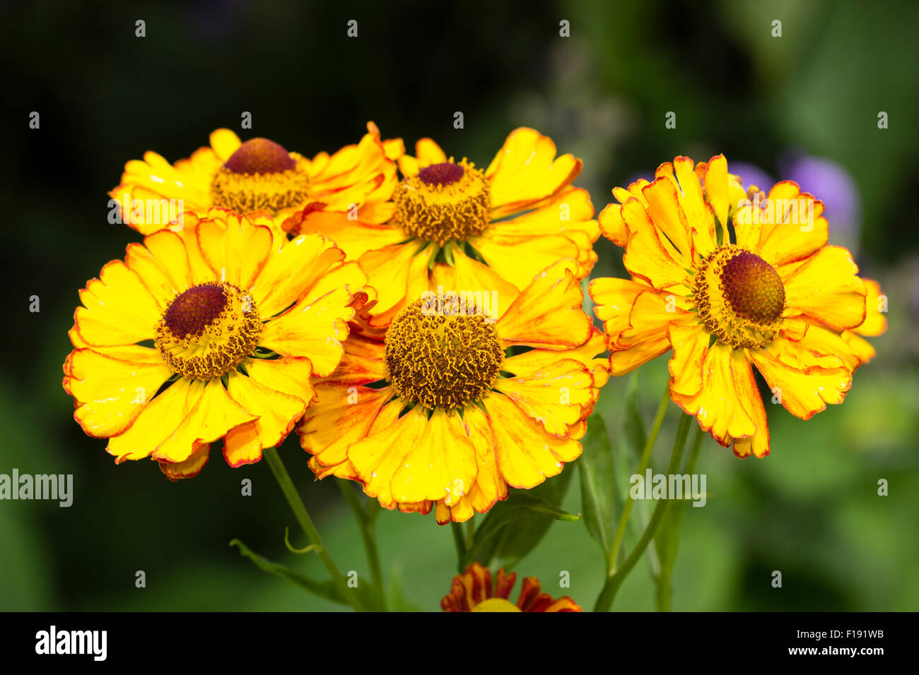 Red and yellow late summer flowers of the perennial sneezeweed ...