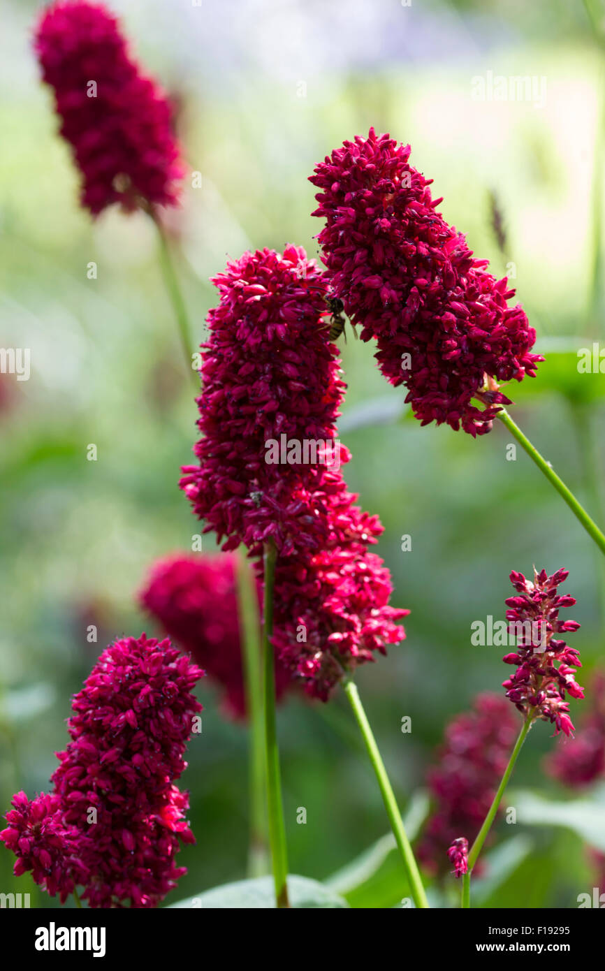 Fat red inflorescences of a selected form of the bistort, Persicaria ...