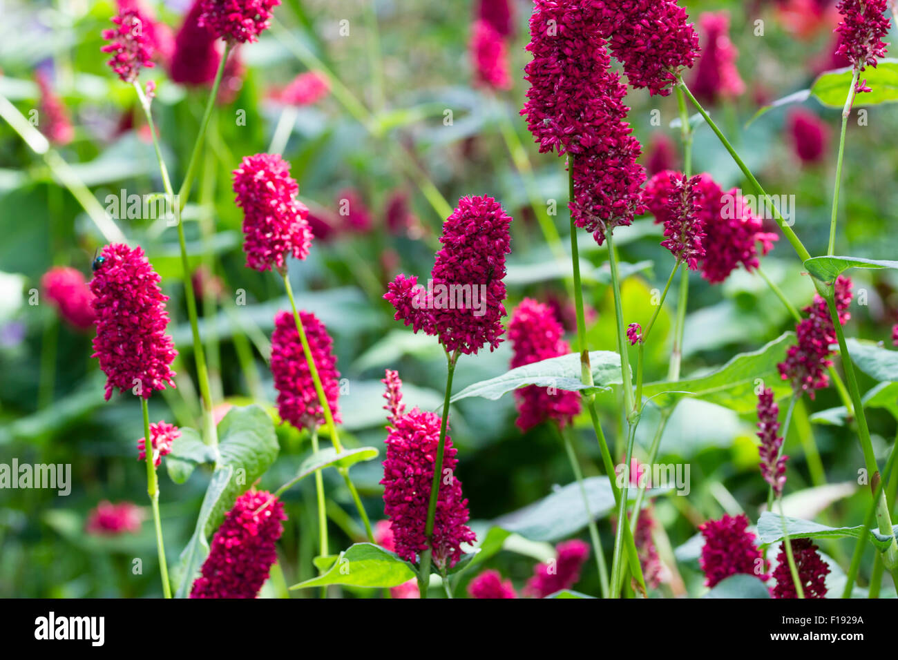Fat red inflorescences of a selected form of the bistort, Persicaria ...