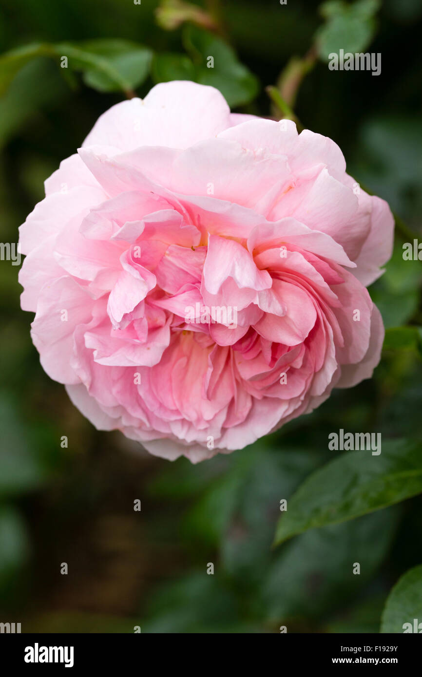 Single flower of the myrhh scented English Rose, Rosa 'Strawberry Hill ...