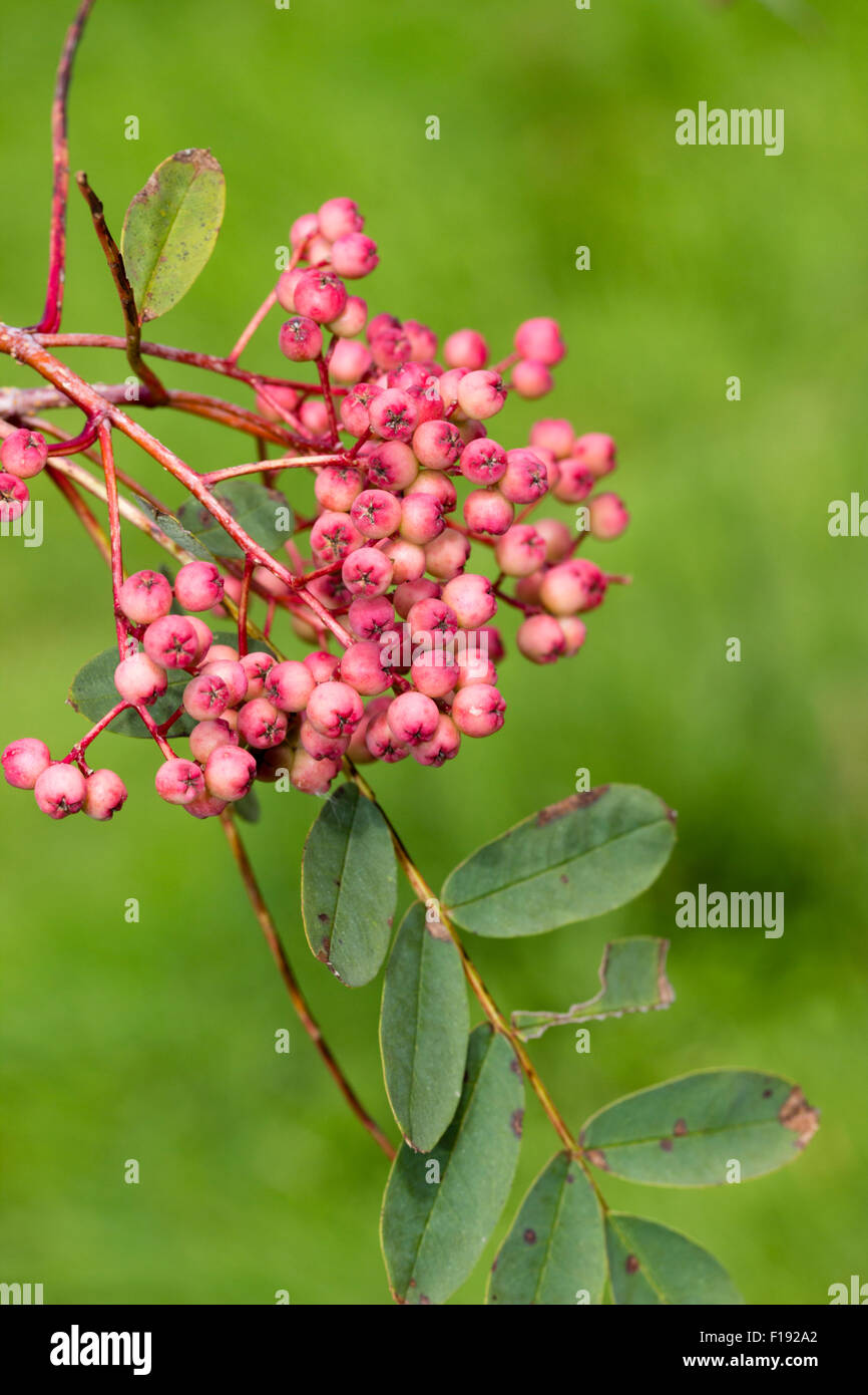 Autumn berries of the Chinese rowan tree, Sorbus pseudohupehensis ...