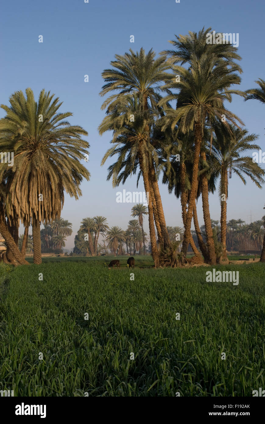 Wheat growing egypt hi-res stock photography and images - Alamy