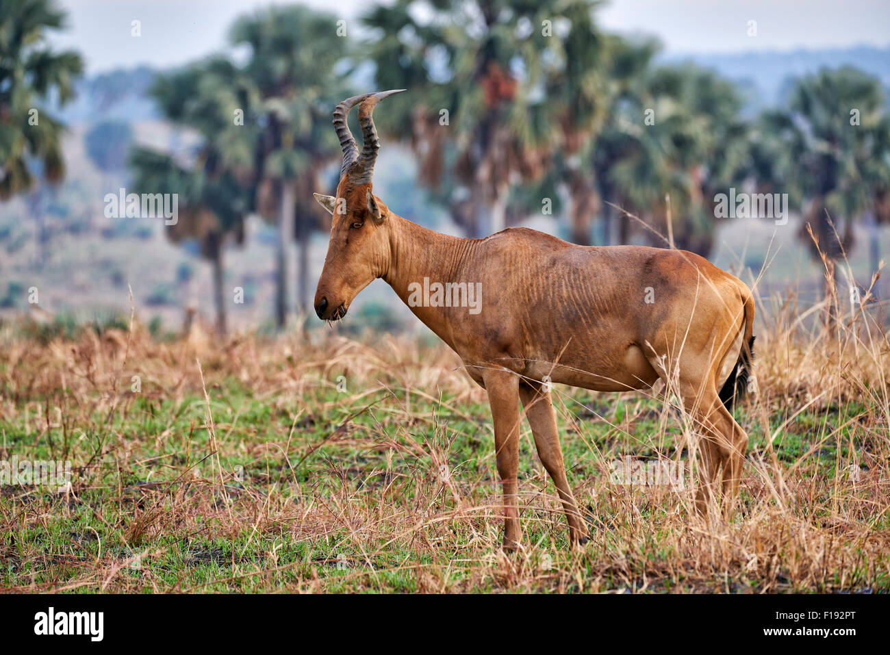Jackson hartebeest hi-res stock photography and images - Alamy