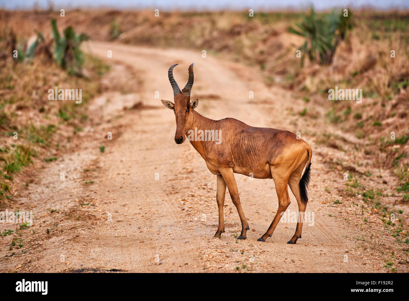 Jacksons hartebeest hi-res stock photography and images - Alamy